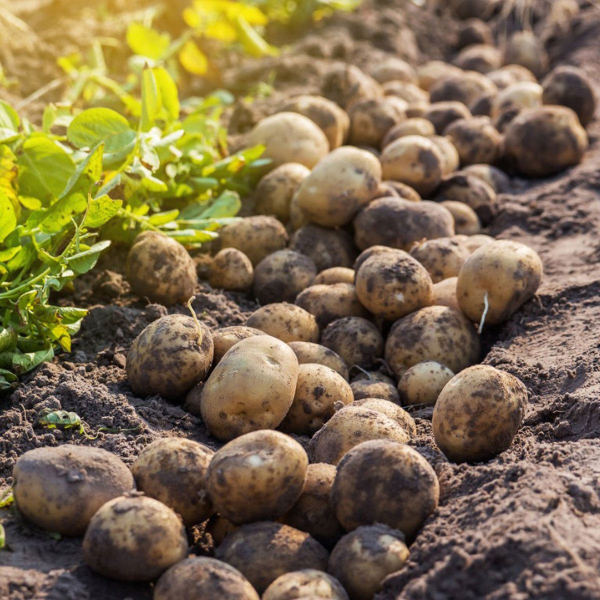 How Do You Know When To Plant Up A Potato Pull Harvesting And Storing