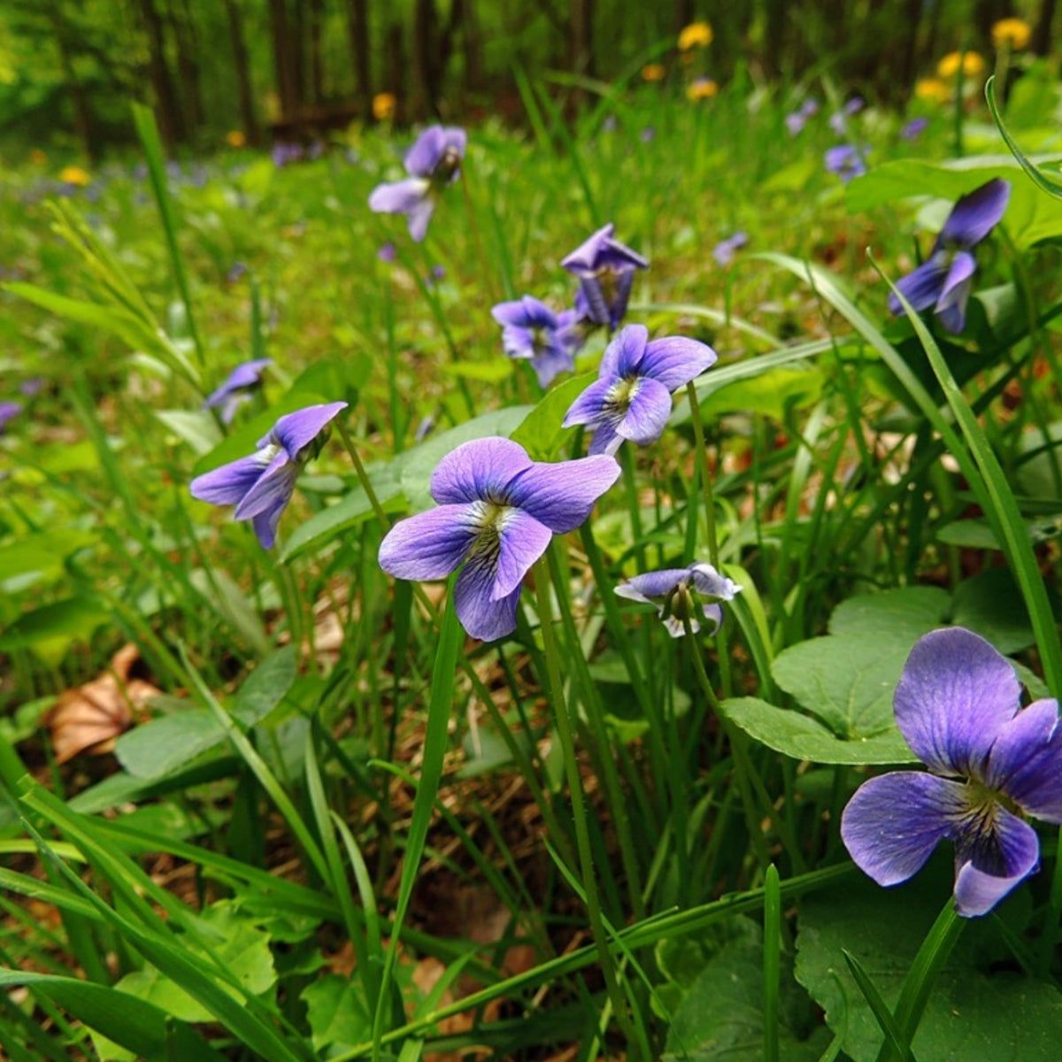 Different Types Of Violet Flowers - Infoupdate.org