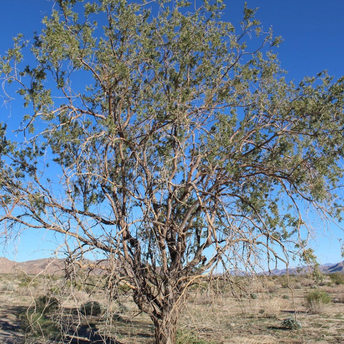 Sonoran Desert Plants And Trees