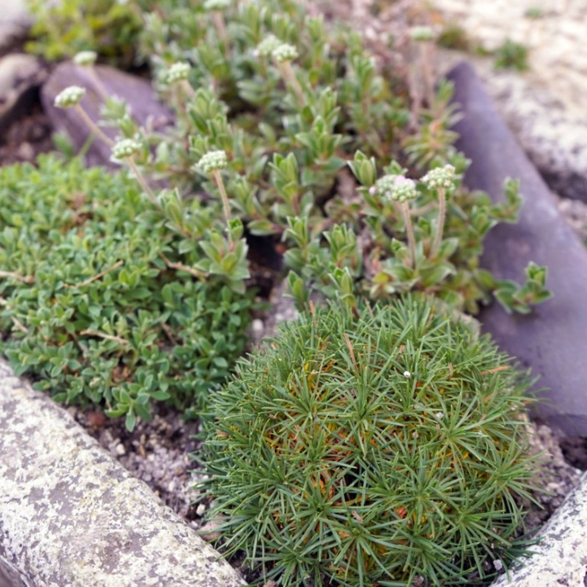 Alpine Garden Flowers Landscape