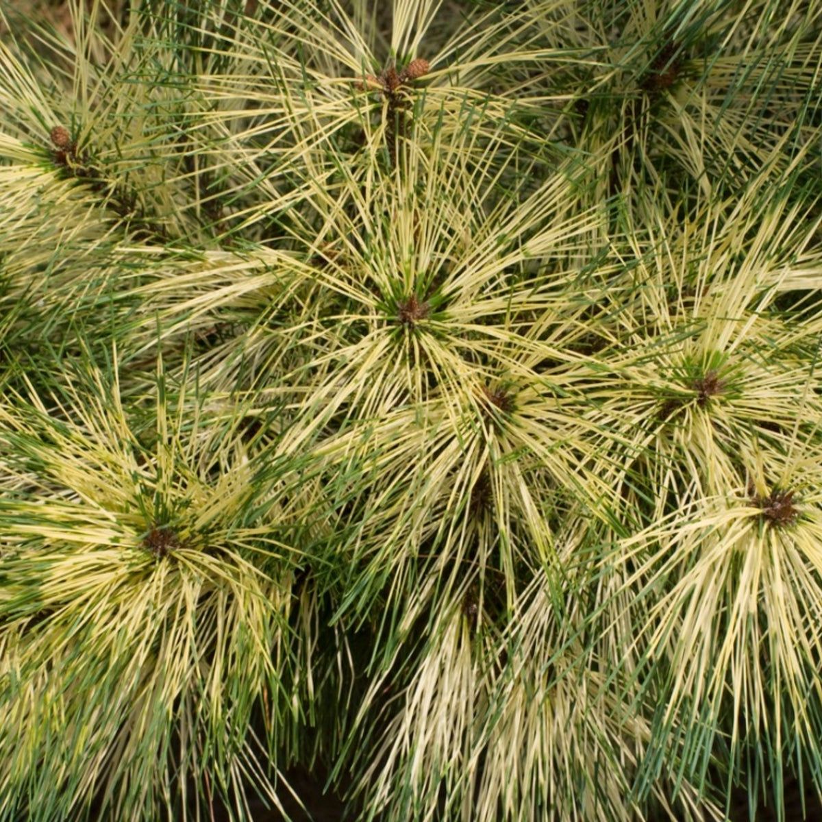 Japanese Red Pine