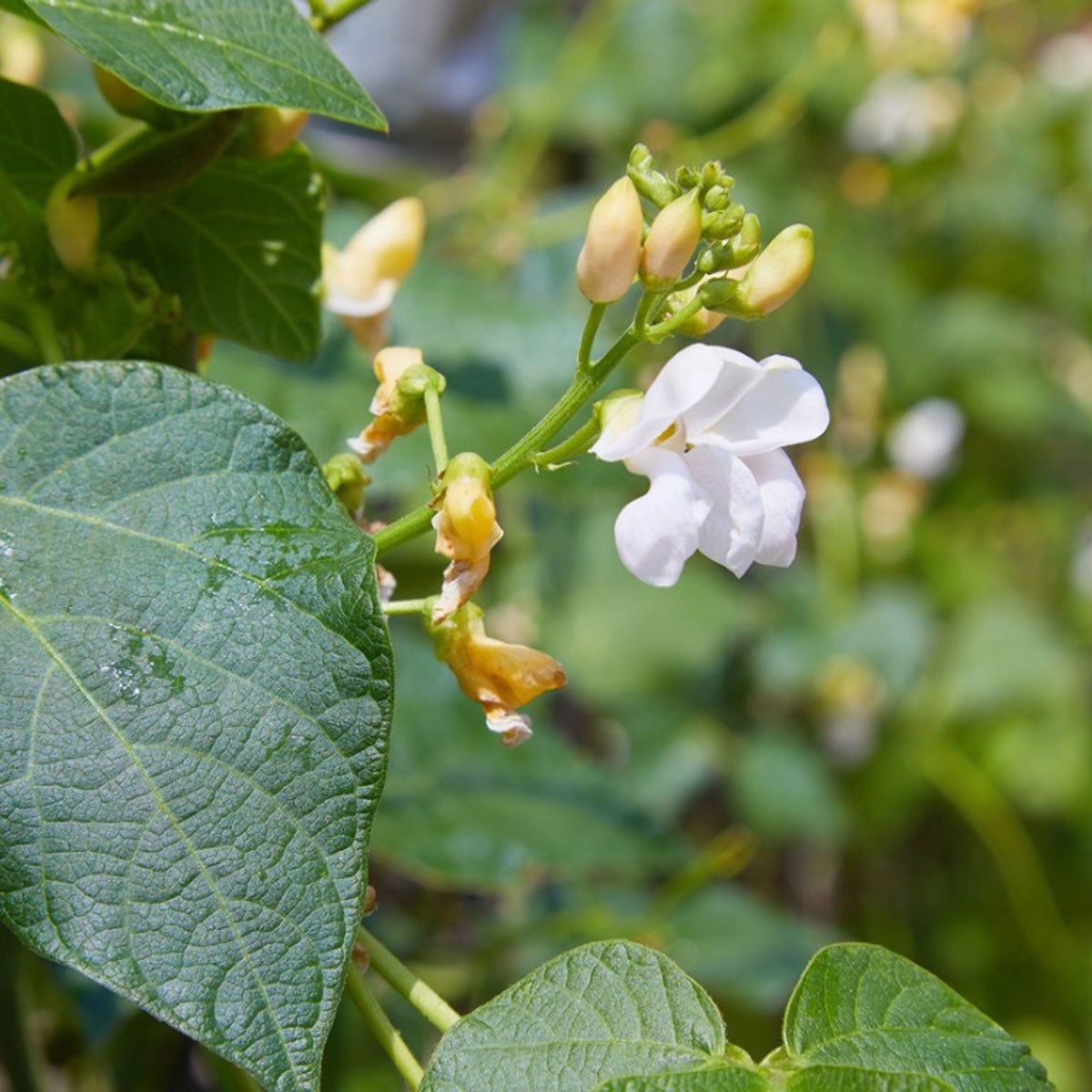 Green Bean Plant Flower