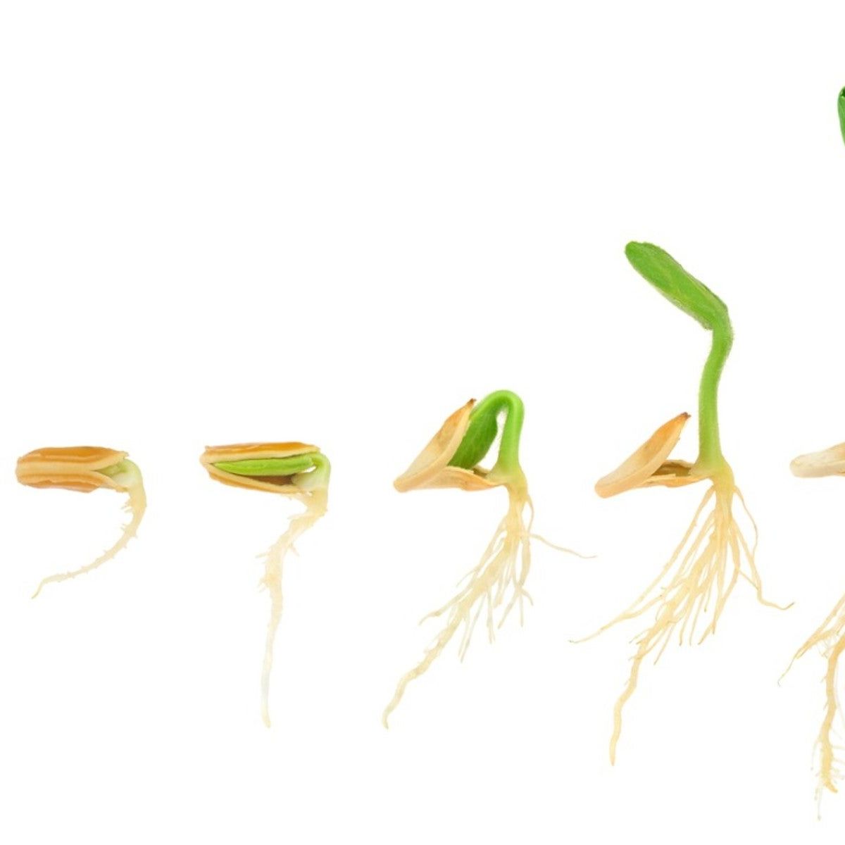 Anatomy Of A Seed