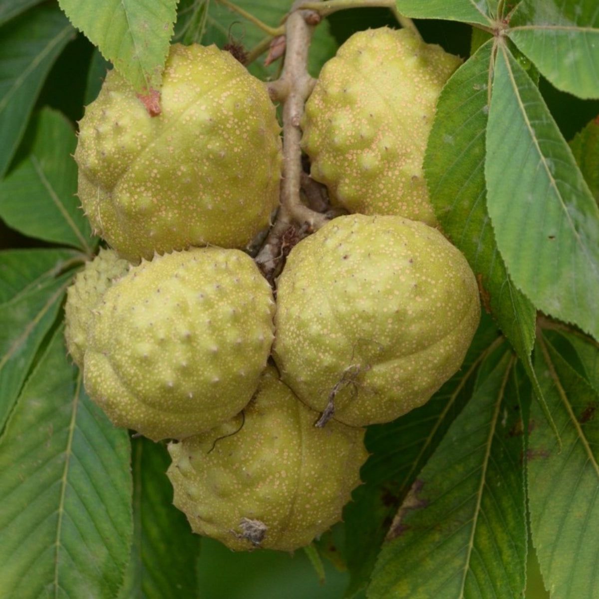 Types Of Tree Nuts In Ohio