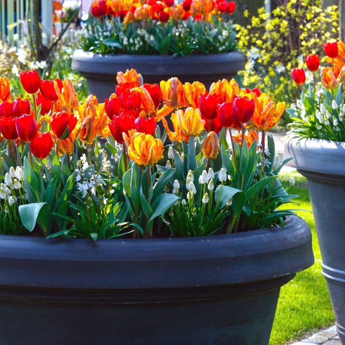 Lasagna Gardening In Containers Lasagna Bulb Planting In A Container