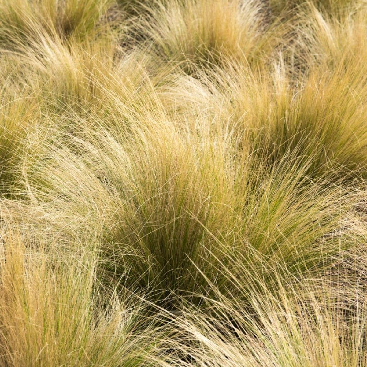 Southern Grasses Landscape