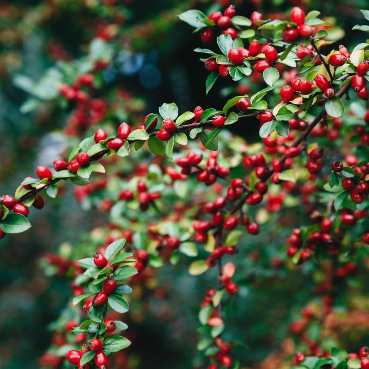 Wild Plants With Red Berries