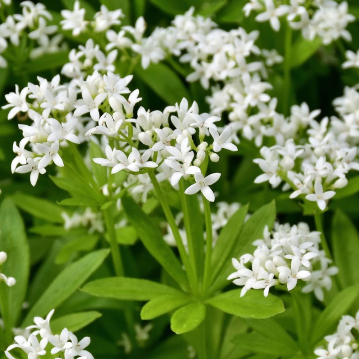 Sweet Woodruff As Ground Cover