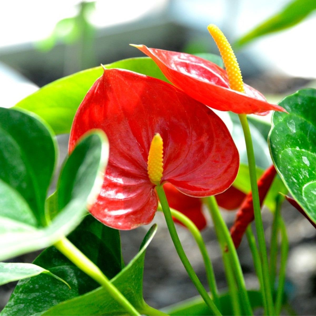 Tropical Anthurium Plant