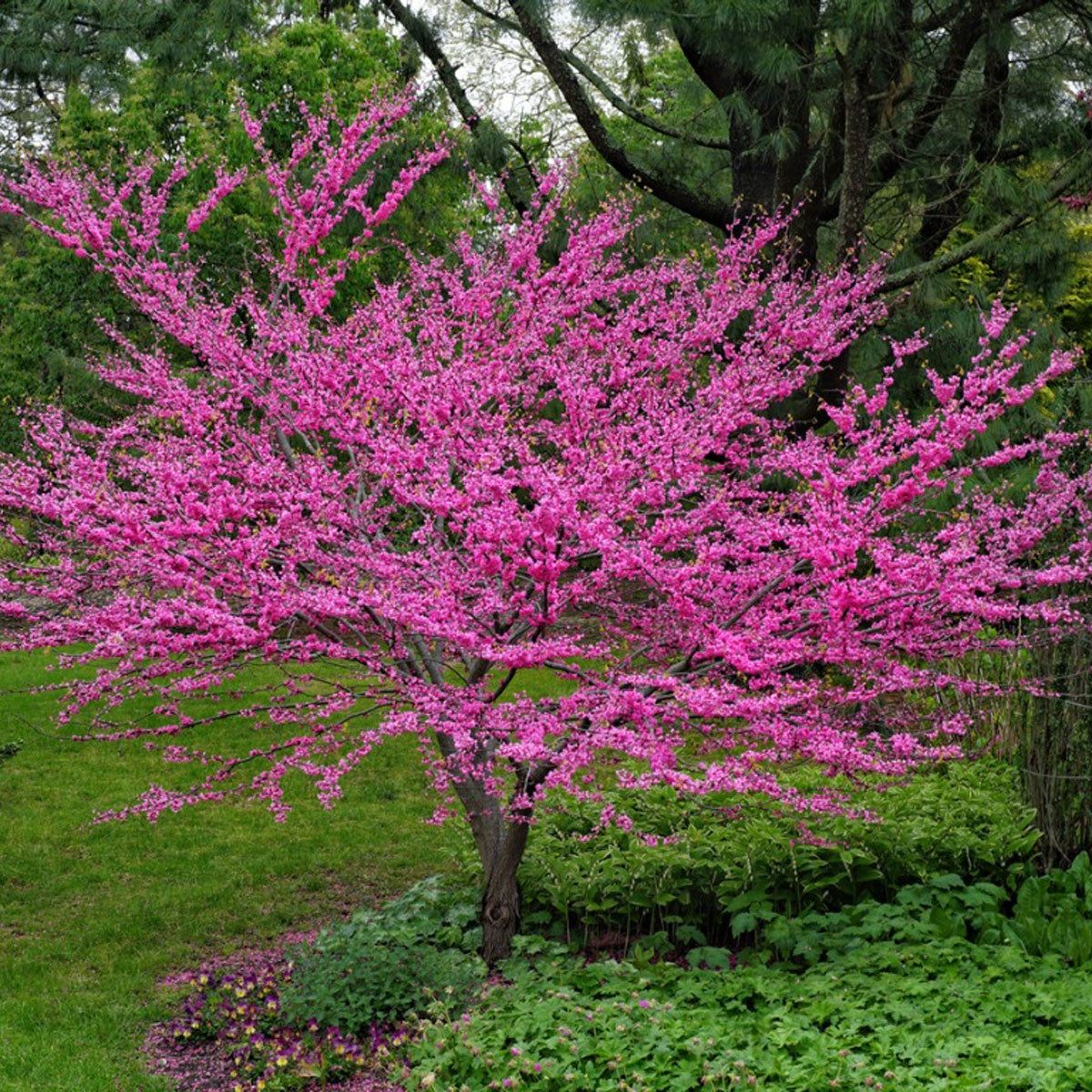 Eastern Redbud Fall Color
