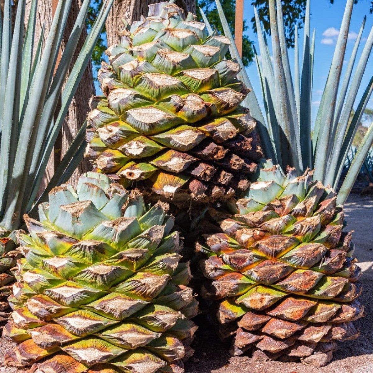 Blue Agave Plant