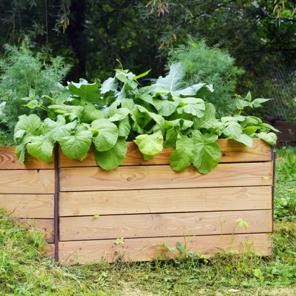Mittleider Gardening Chart The Mittleider Gardening Course: