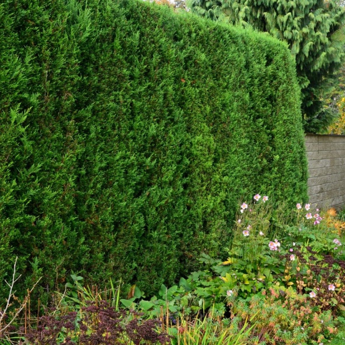 Evergreen Shrubs For Privacy Hedge Best Trees For Privacy: Enhance