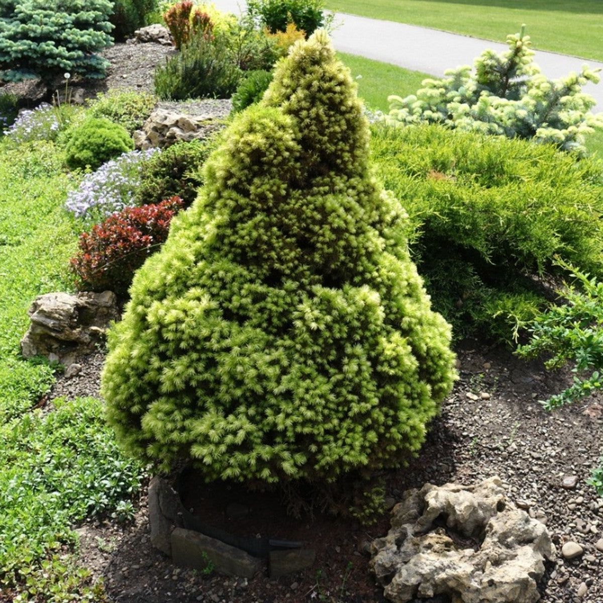 Dwarf Conifers For Containers