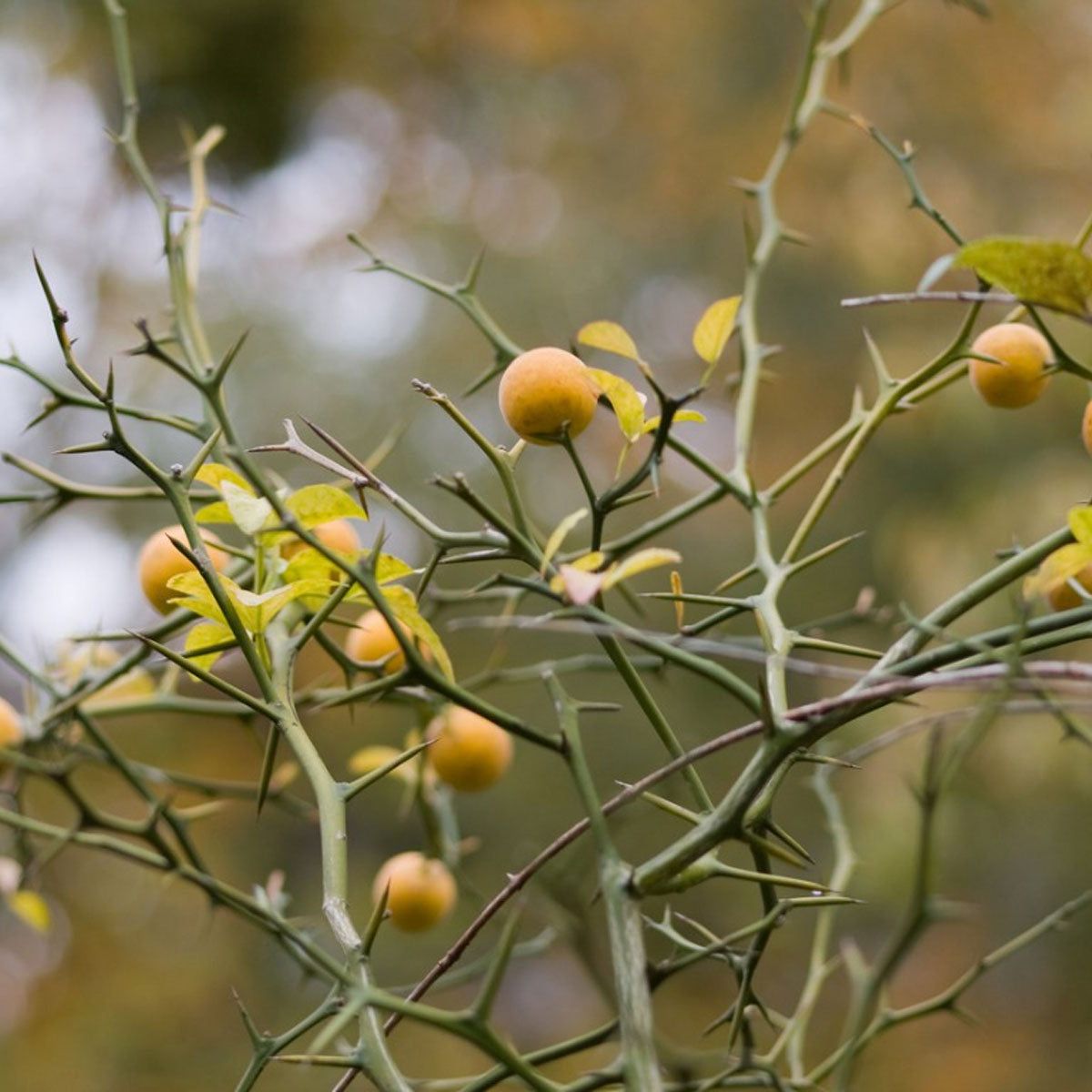 Citrus Tree Thorns Long And Sharp Thorns Or Prickles Protecting A