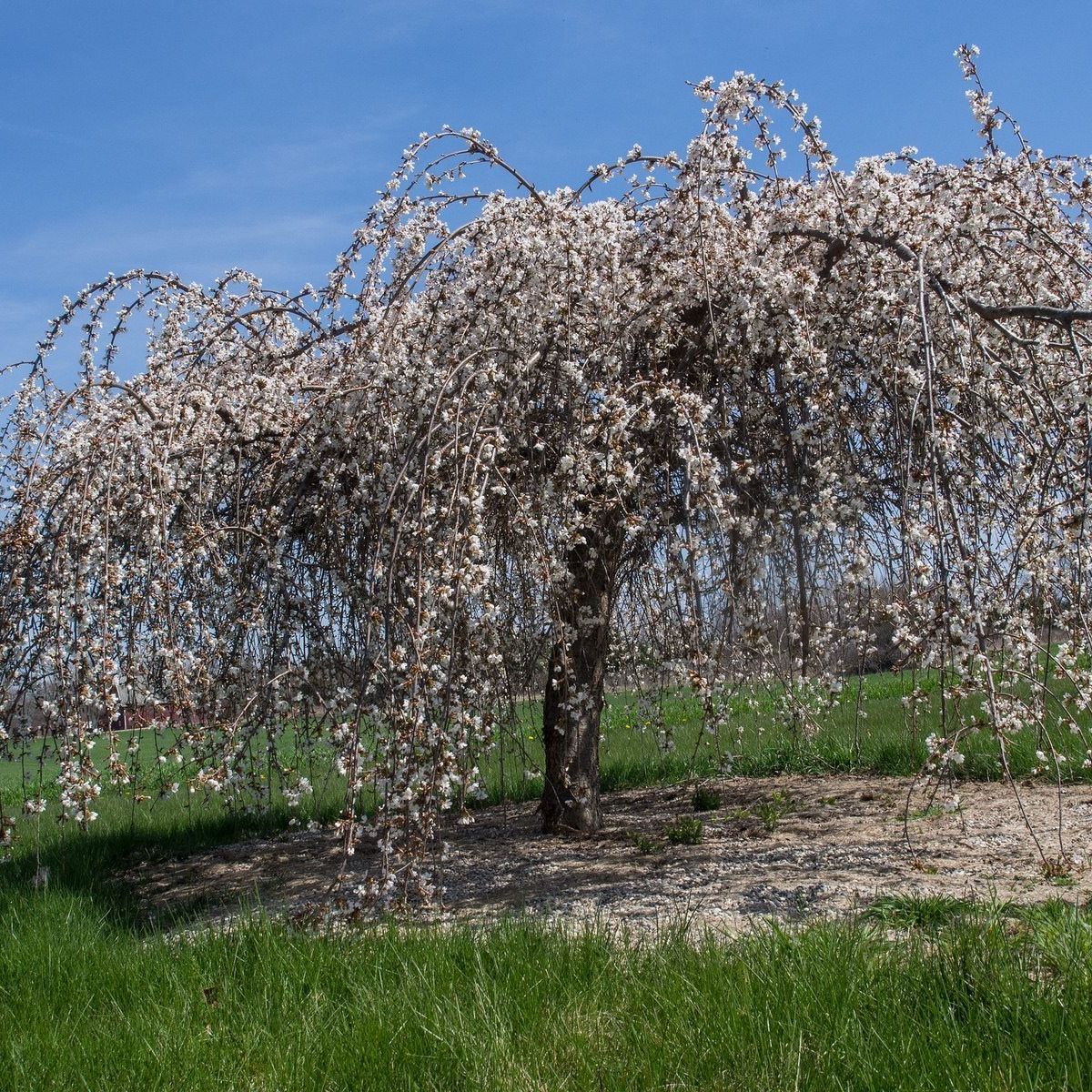 Snow Fountain Flowering Cherry Tree Prunus 'Snofozam' Or 'Snow