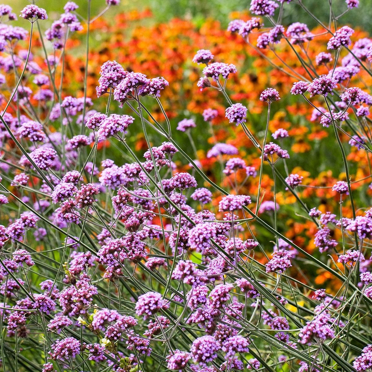 Verbena Plant