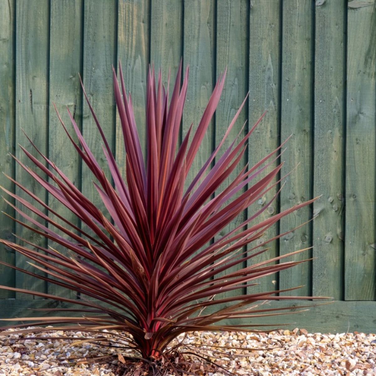 How To Plant A Hawaiian Ti Plant Hawaiian Plants Plants Florida
