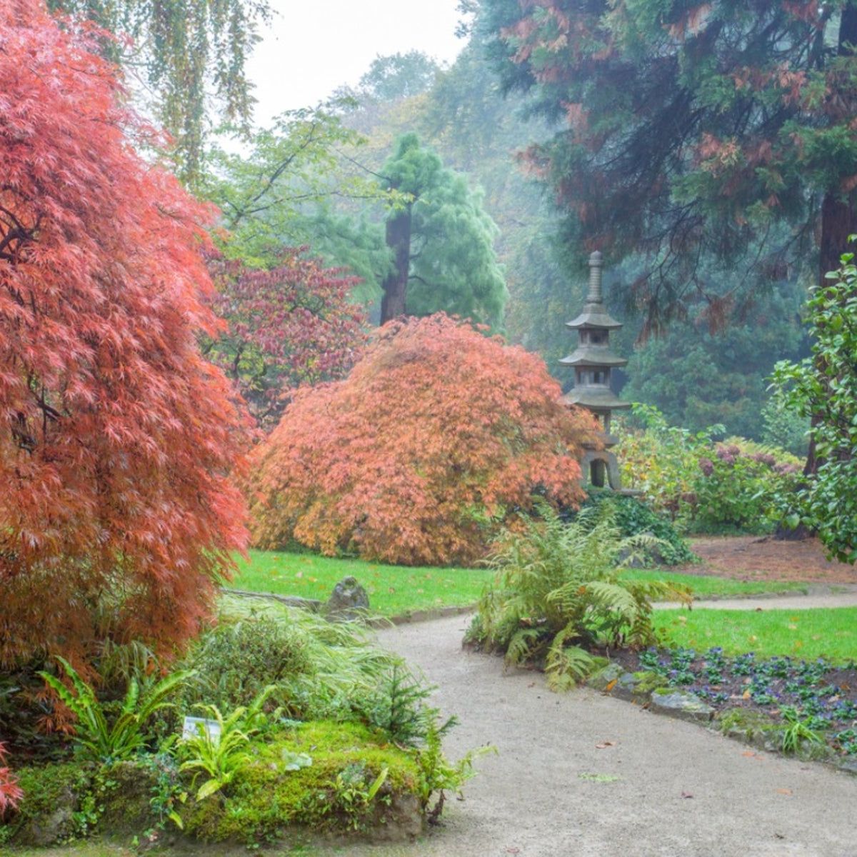 Plant Japanese Maple Garden