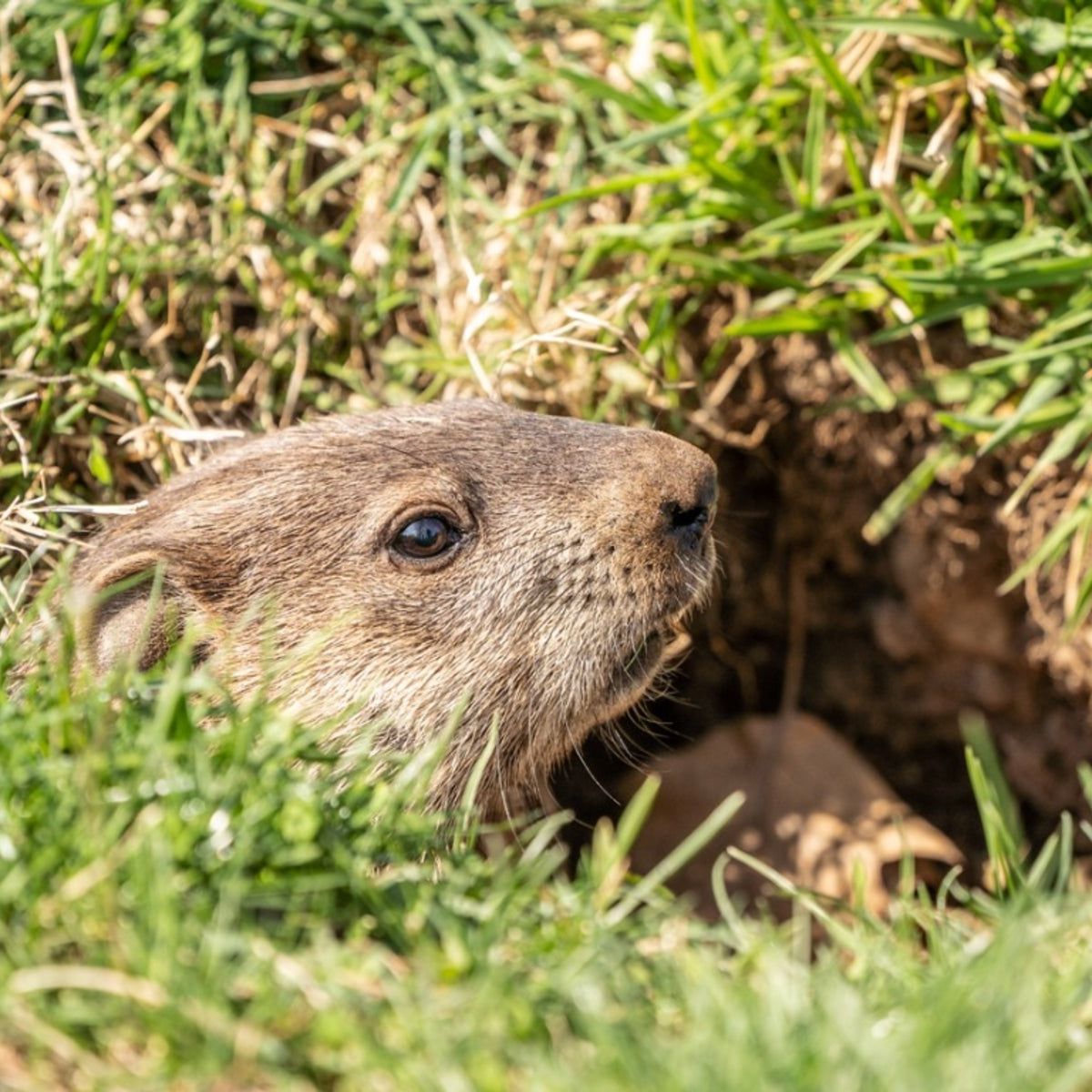 What Can I Use To Get Rid Of Gophers In My Yard