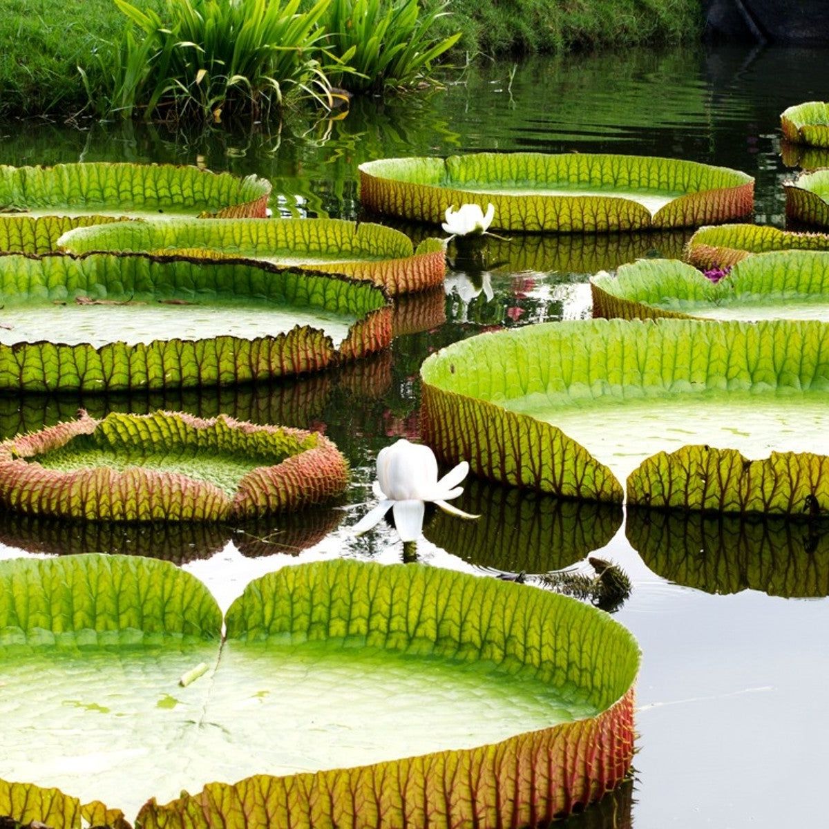 Giant Water Lily
