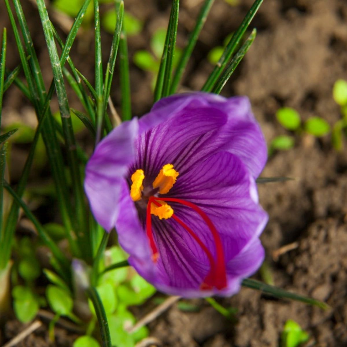 How To Use Saffron Flowers