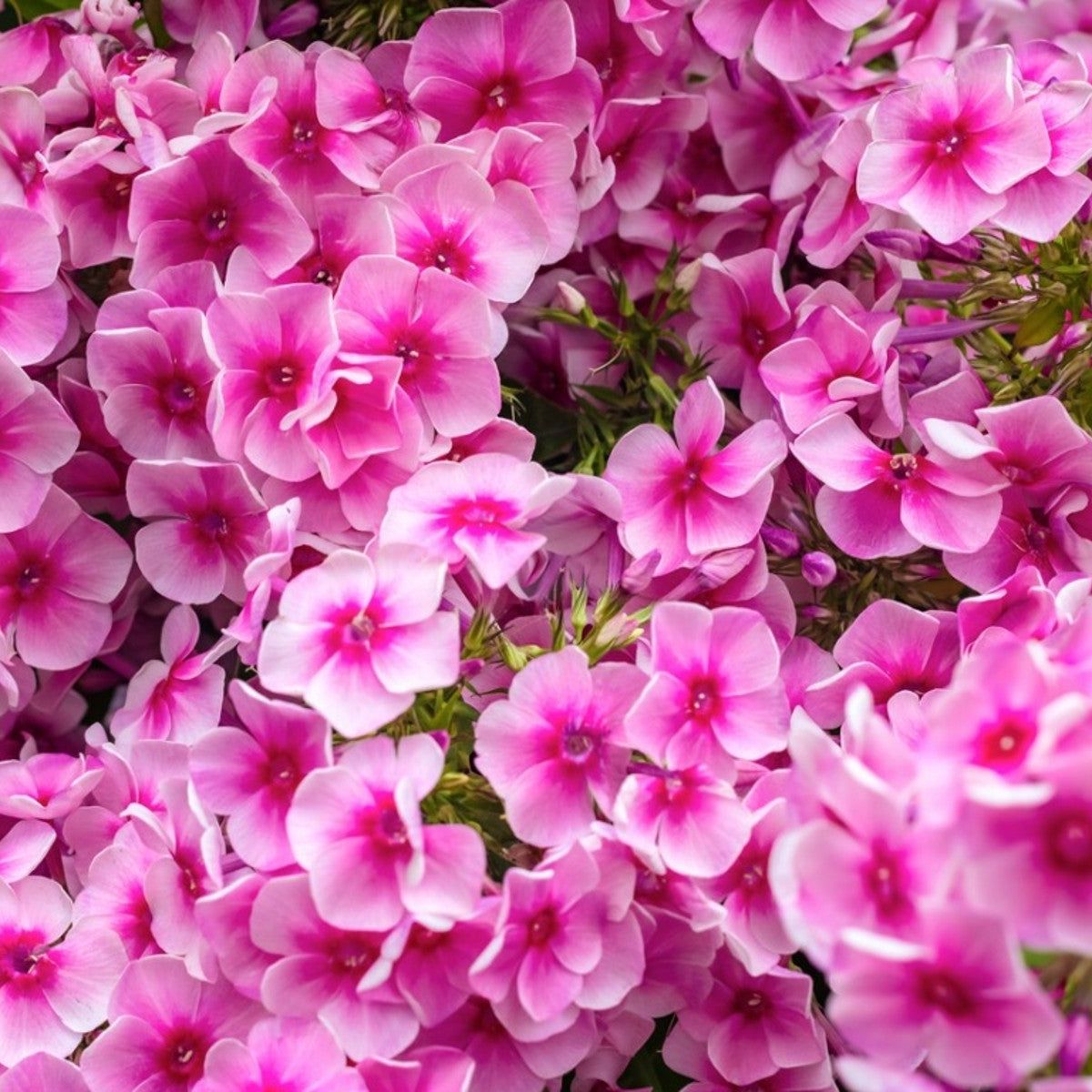 Flowers By Pink