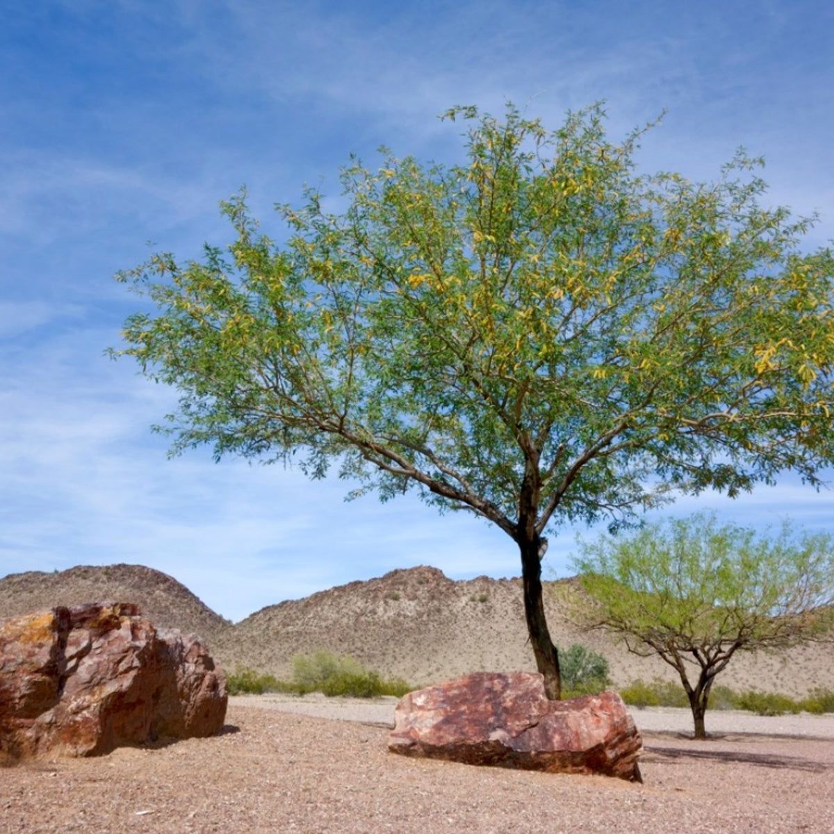 Under The Mesquite