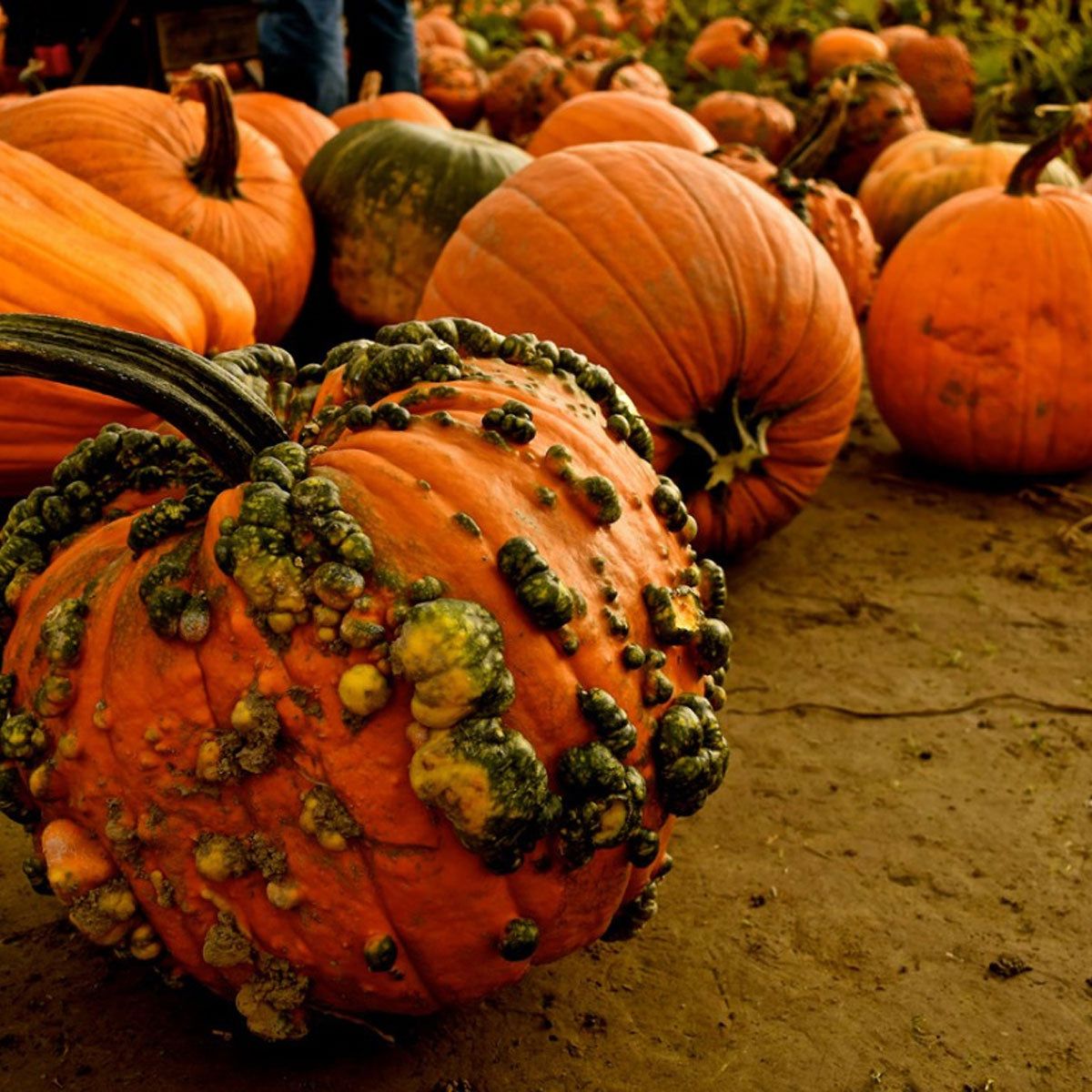 Yellow Pumpkin With Bumps