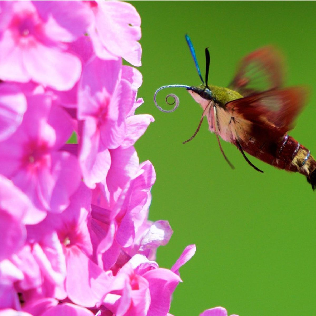 Hummingbird Hawk Moth What Is A Hummingbird Moth – Learn About