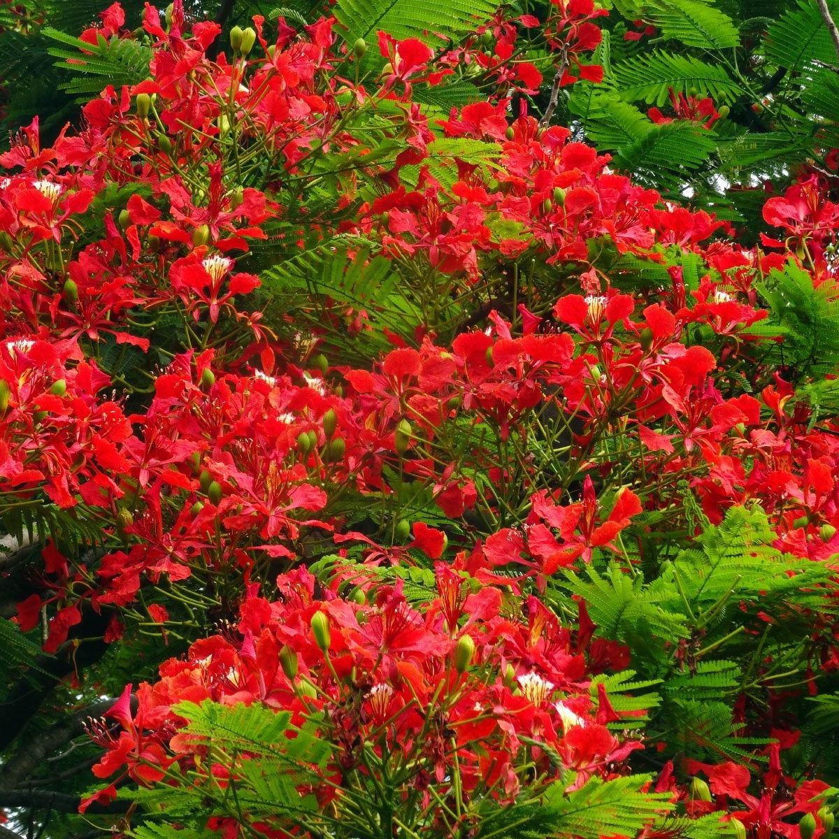 Flame Tree