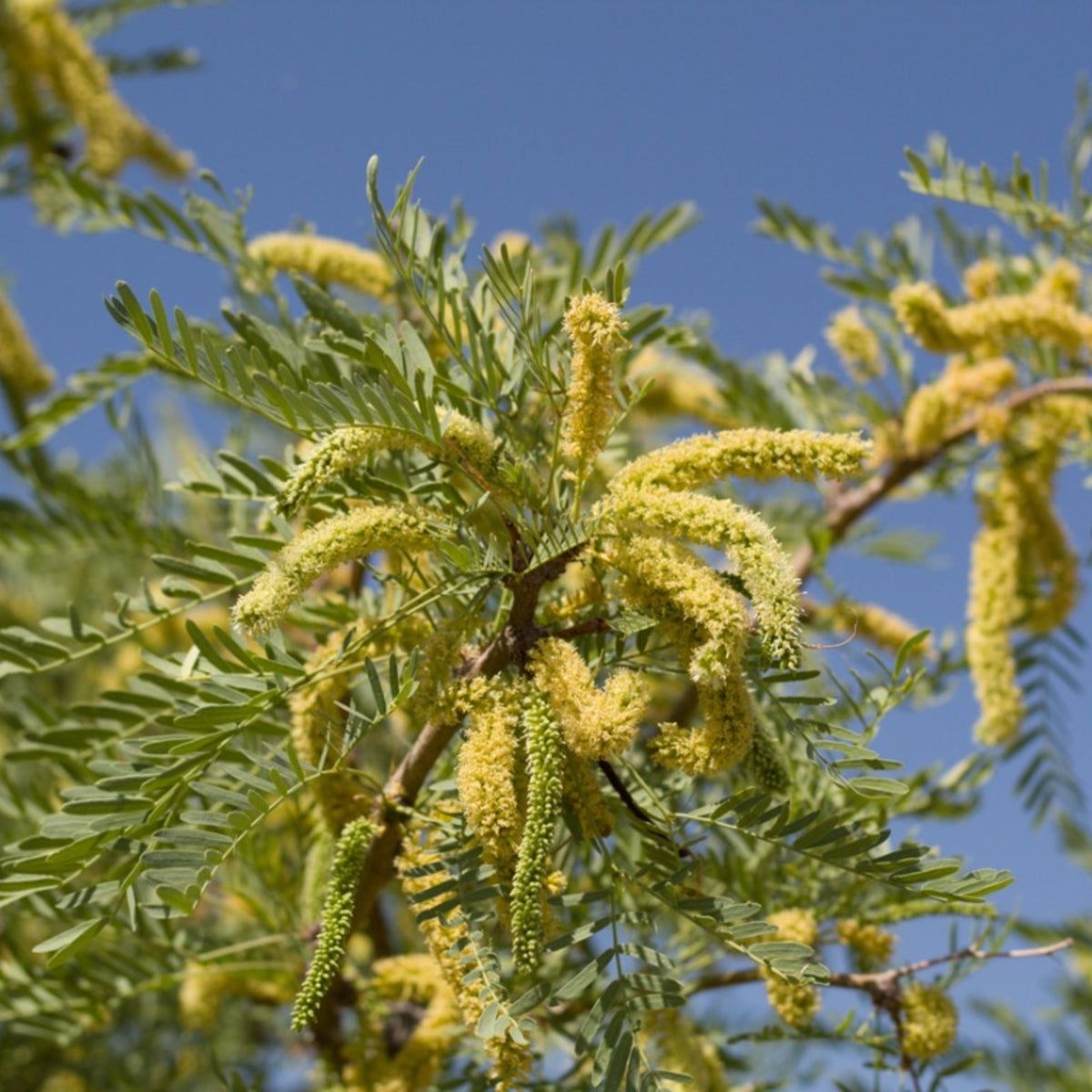 Honey L Trees