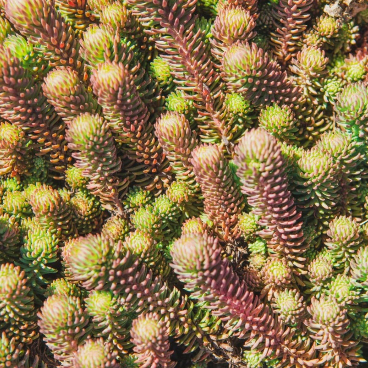 Sedum Angelina In A Container Learn How To Grow 'Angelina' Sedum