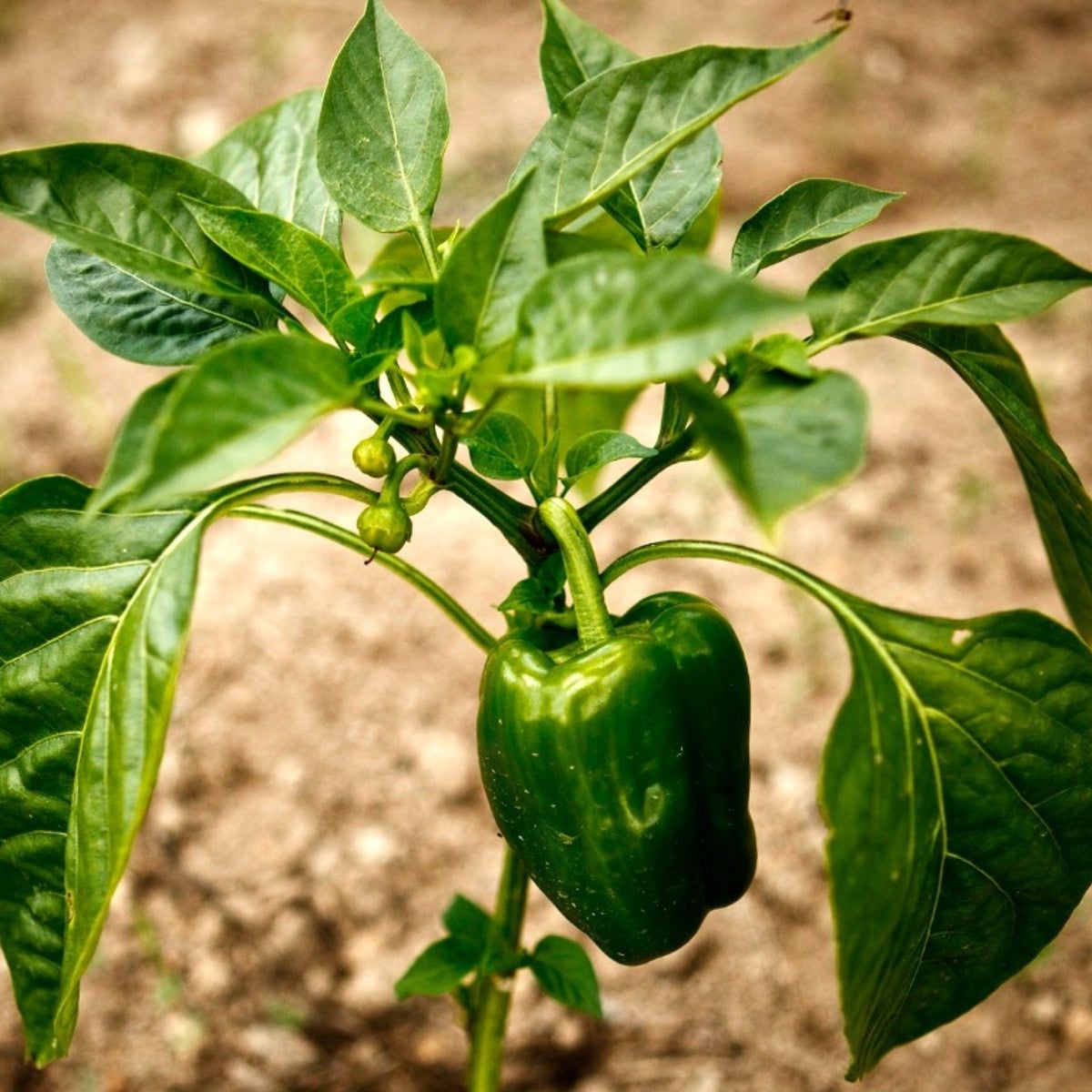 Bell Pepper Plant Leaves