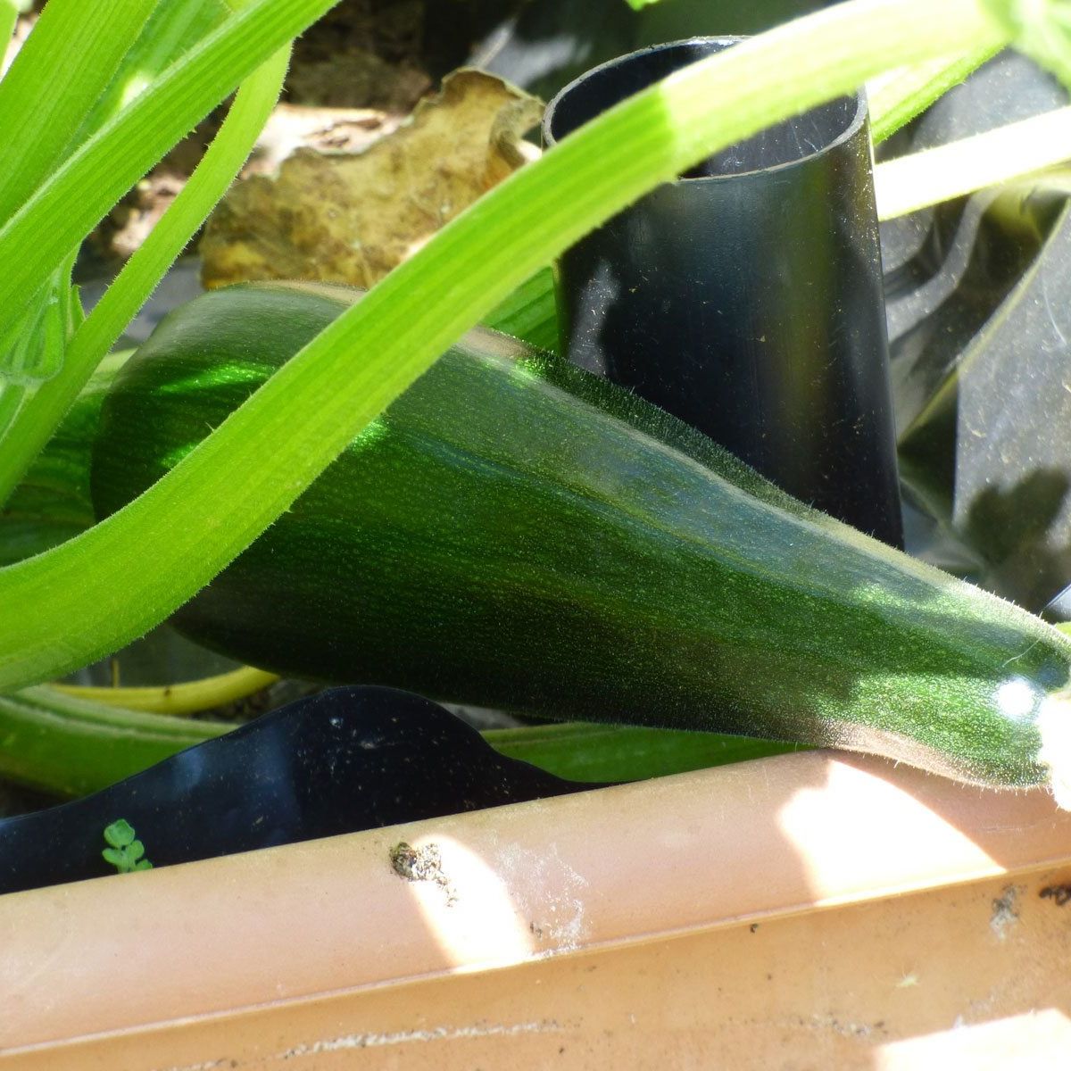 Container Pot Growing Bush Zucchini