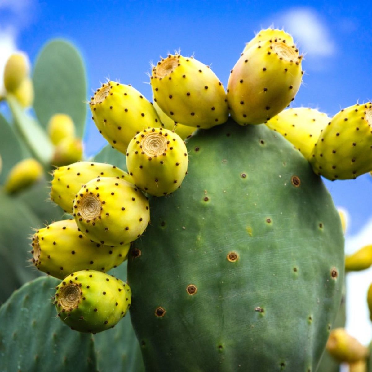Prickly Pear Fruit Types