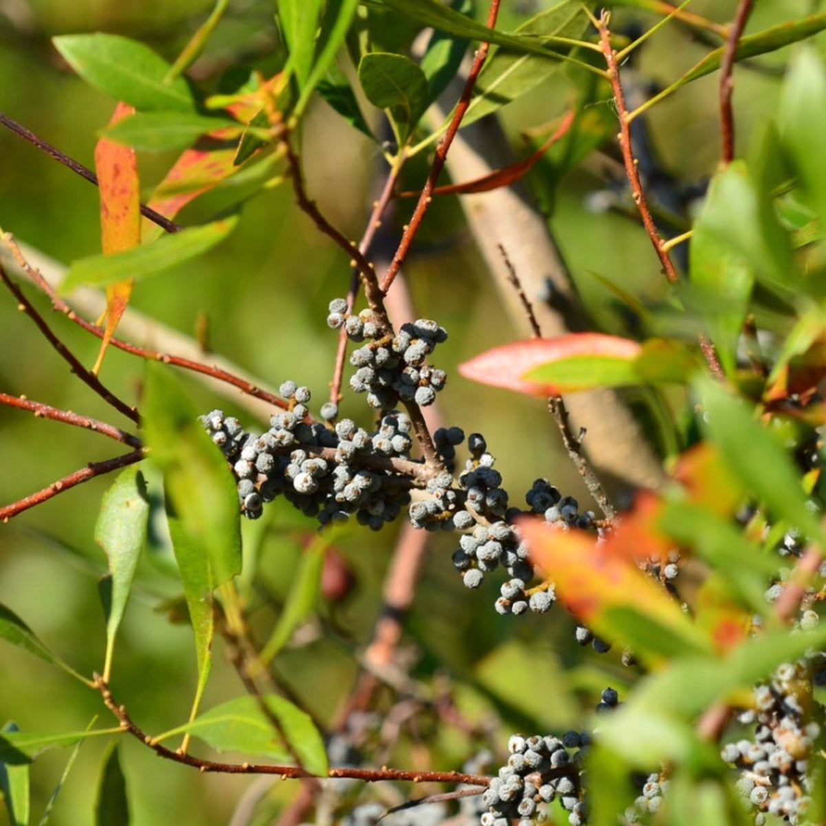 Wax Myrtle Tree Uk