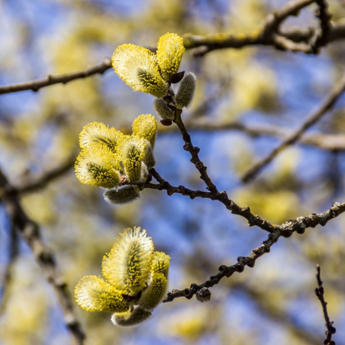 American Pussy Willow Tree