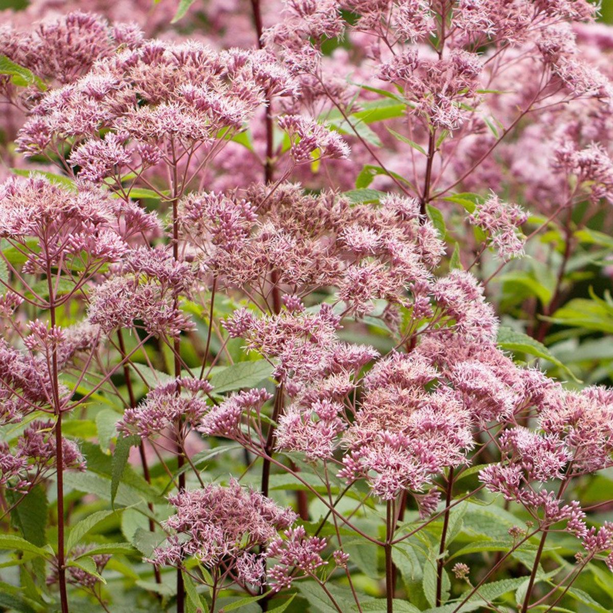 Eupatorium Flower