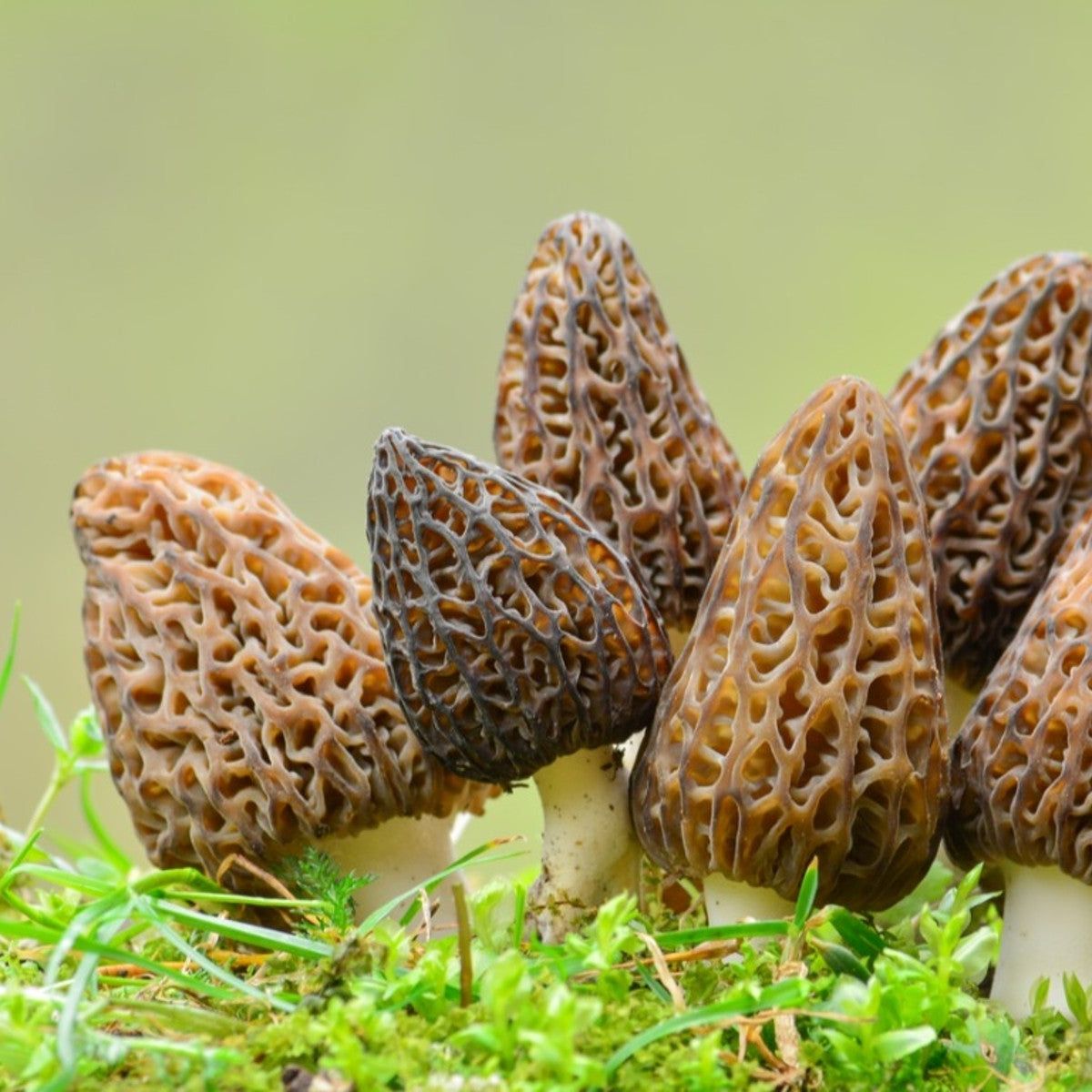 Growing Your Own Morel Mushrooms Morel Mushroom Spores In Sawdust Bag