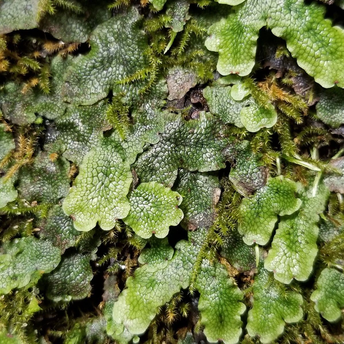 Liverworts Plants