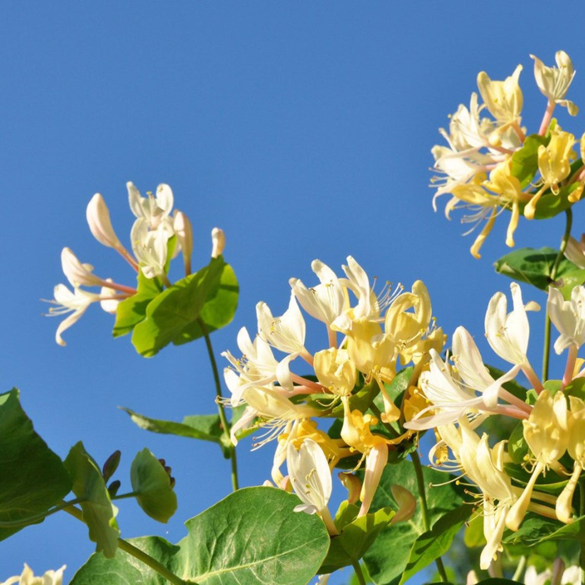 Honeysuckle Flowers