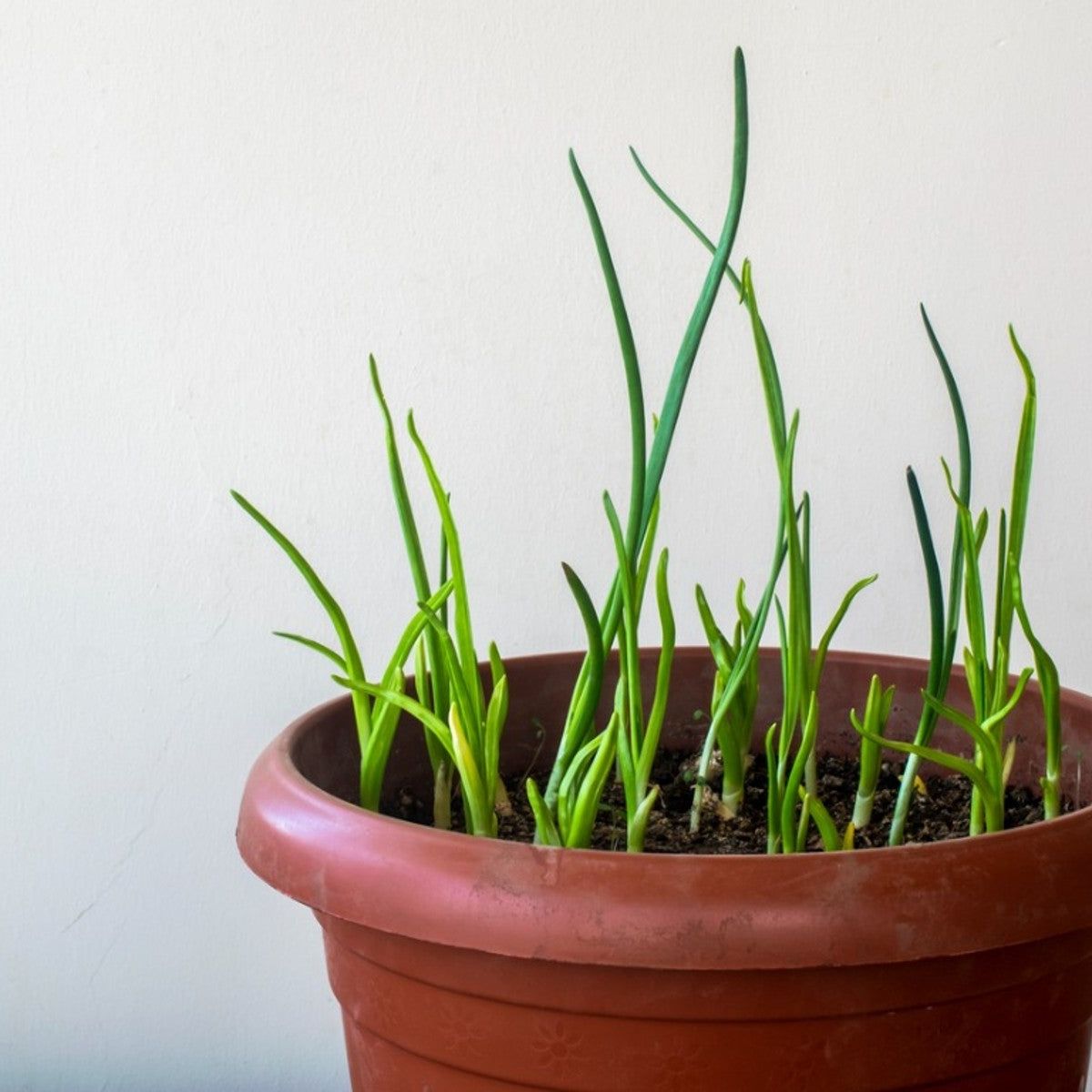 Growing Garlic From Bulbs Indoors How To Grow Garlic Scapes Indoors