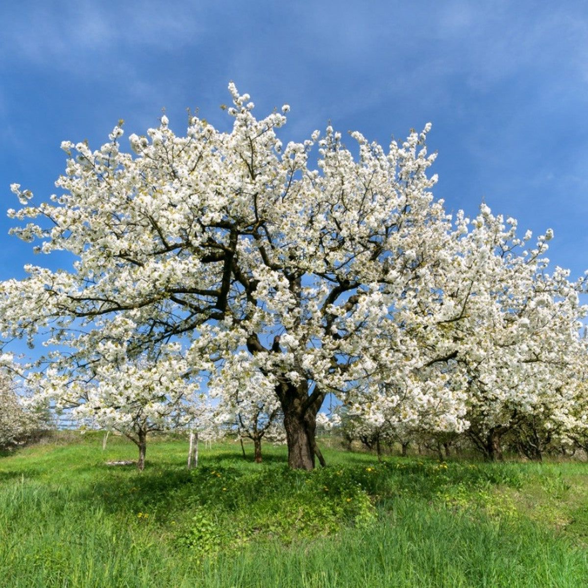 What Trees Have White Flowers Right Now - Infoupdate.org