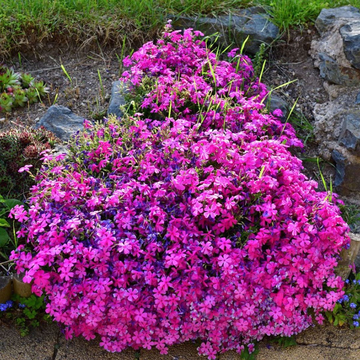 Trailing Plants For Shade