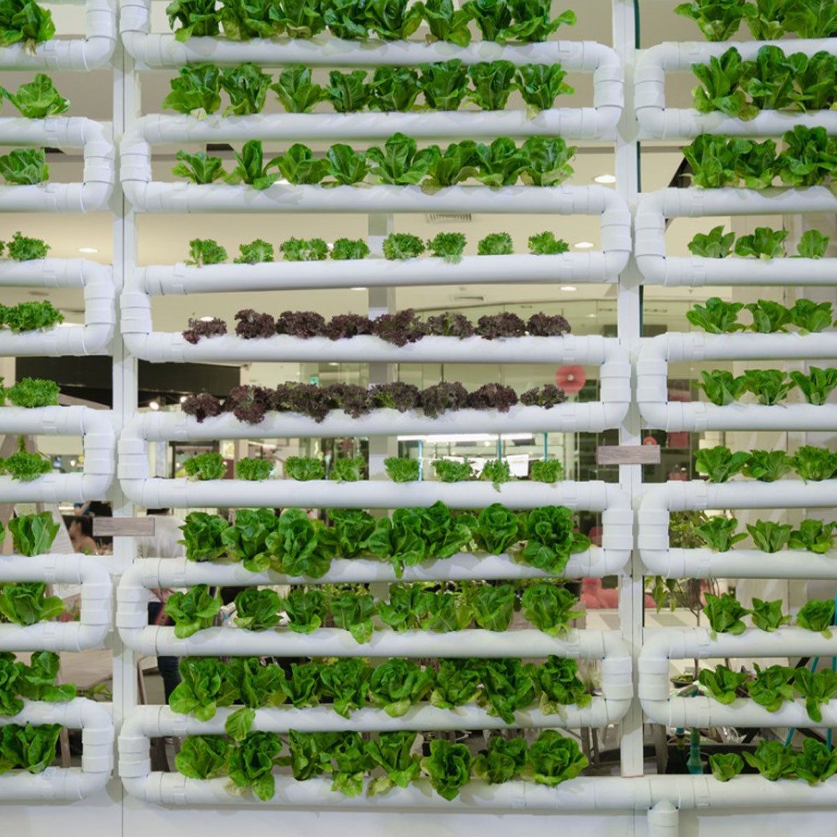 Back Yard Vertical Farming