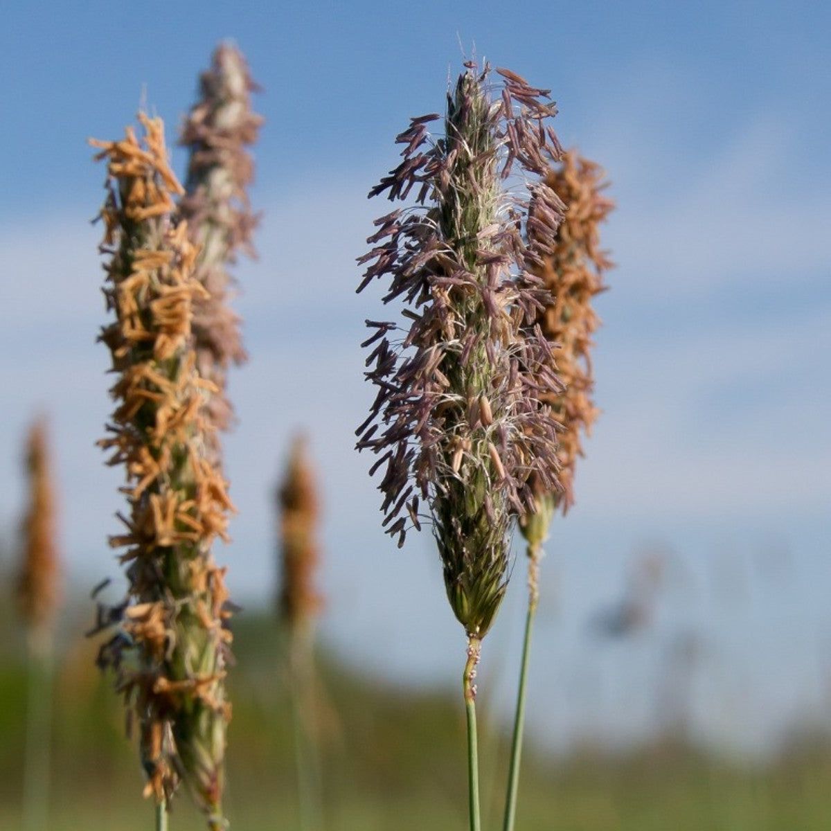 Timothy Grass Lawn Timothy Bunch Grass Seed