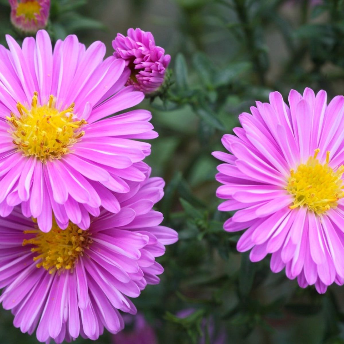 New England Aster Wildflower September Birth Month Flower: Aster