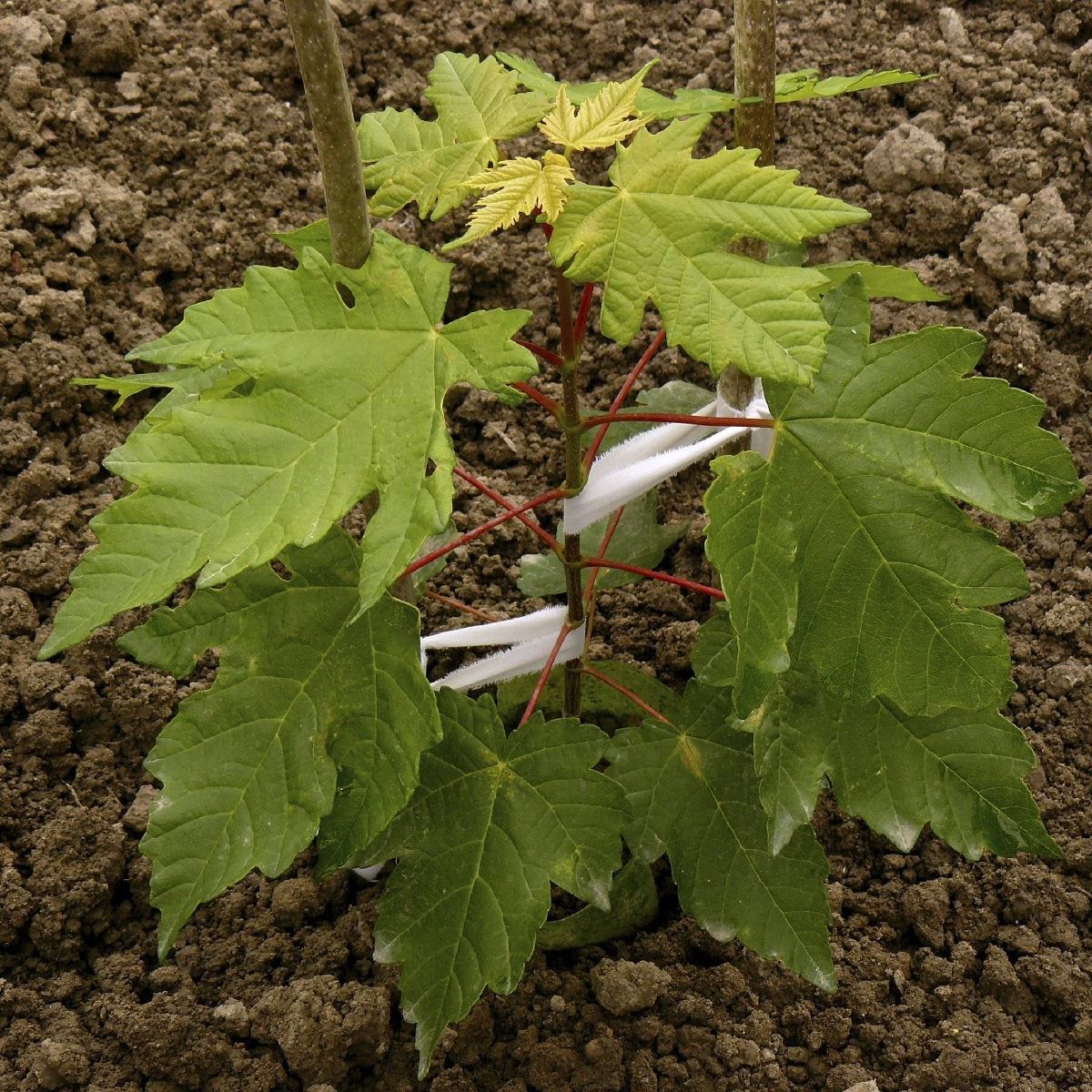 Sugar Maple Tree Nuts