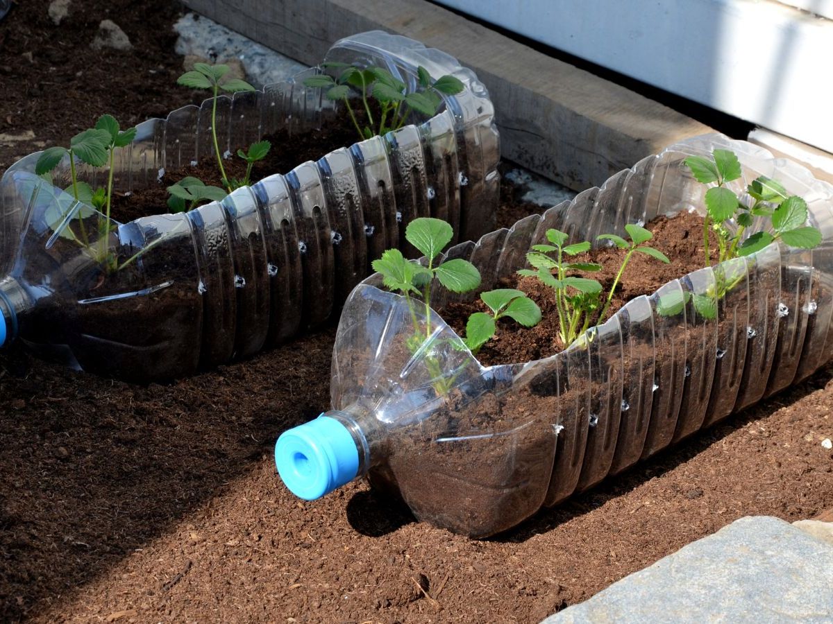 Growing Out Of Plastic Bottles My Heirloom Seeds: Planting In Plastic